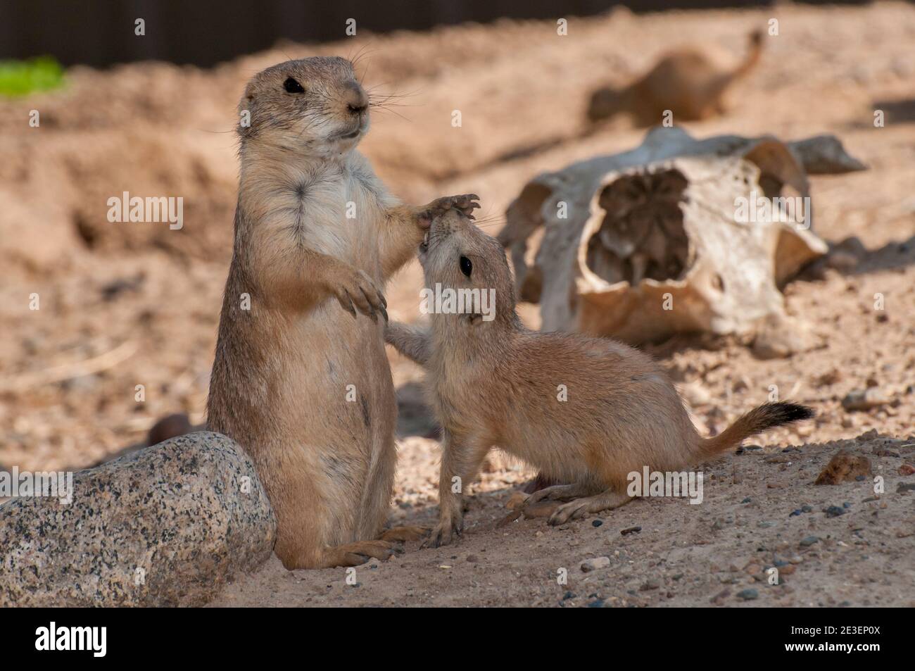 Attention rodents hi-res stock photography and images - Alamy