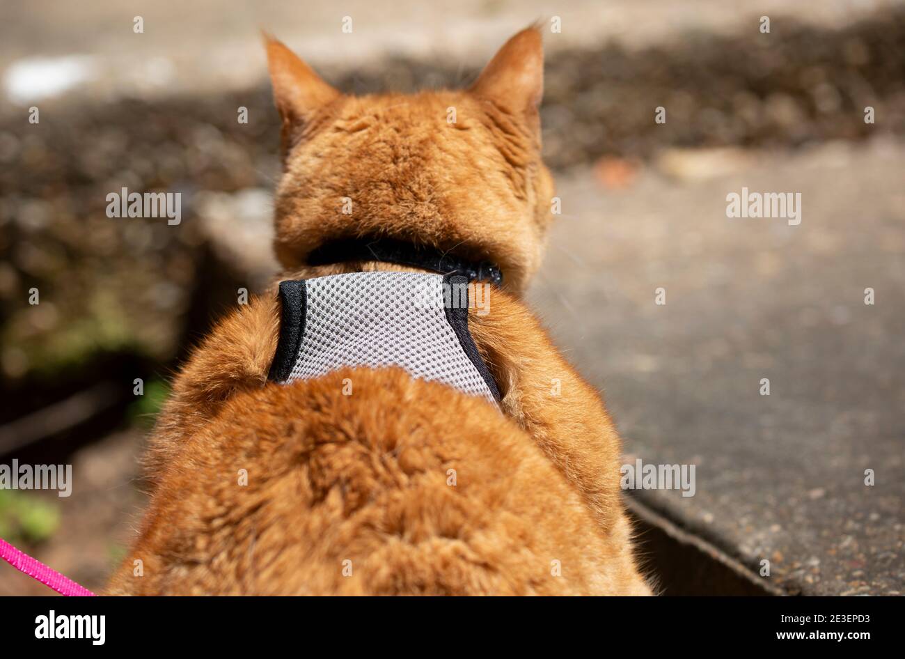 Young yellow cat in a harness walking toward a cement walkway Stock ...