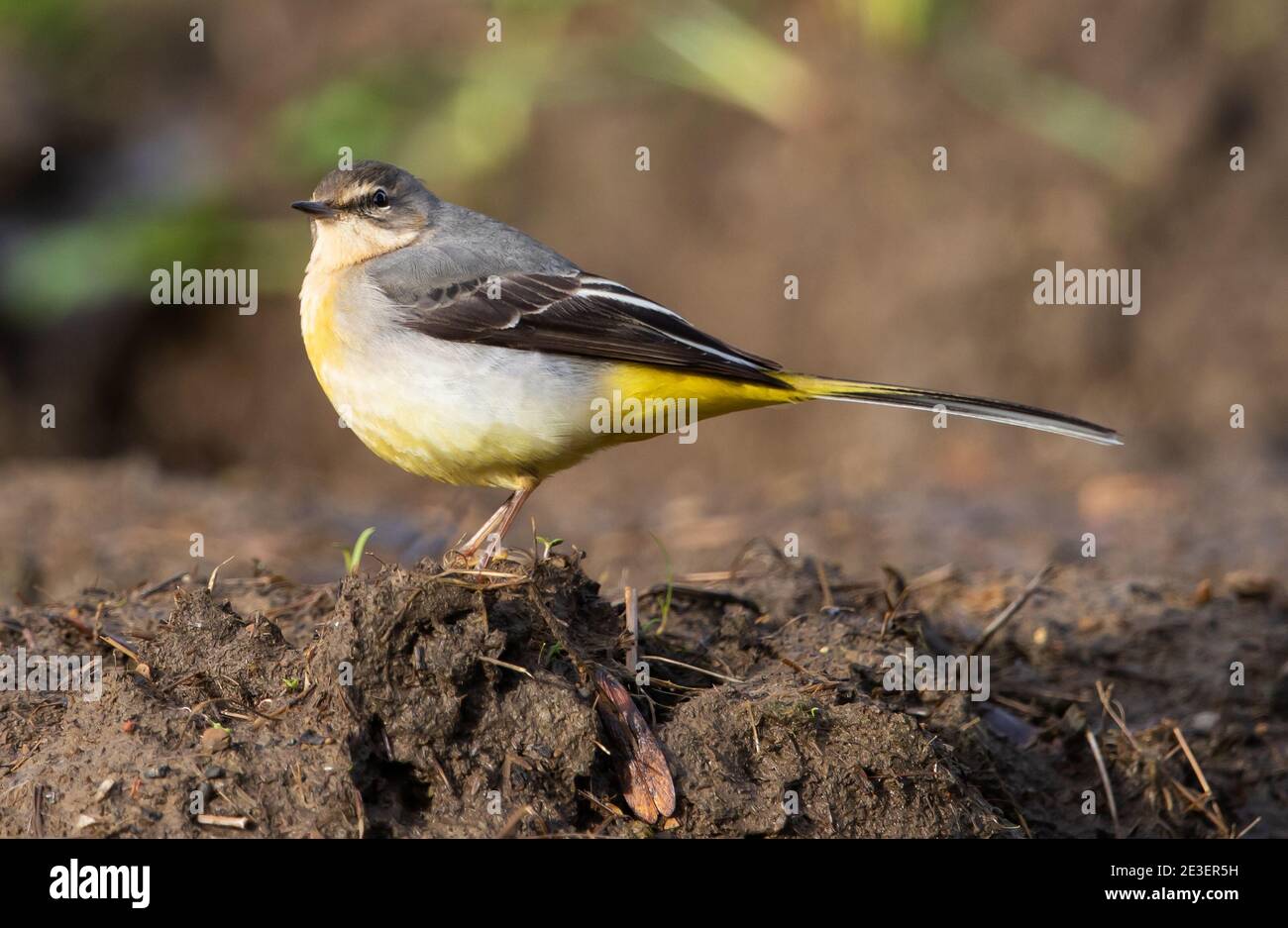 Grey Wagtail in a patch of mud Stock Photo - Alamy