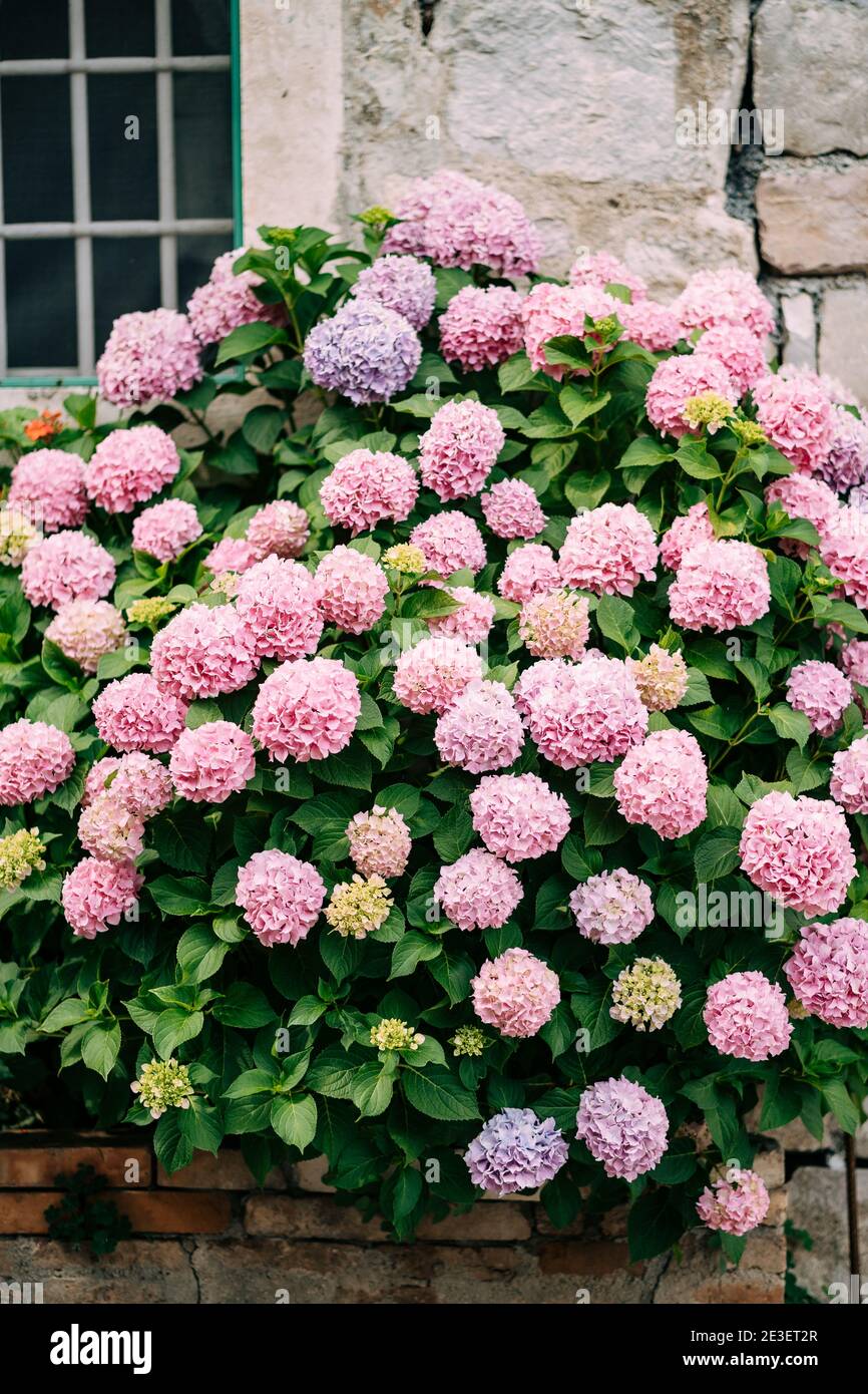 Close-up of a bush of hydrangeas by a window with a metal grate in a ...