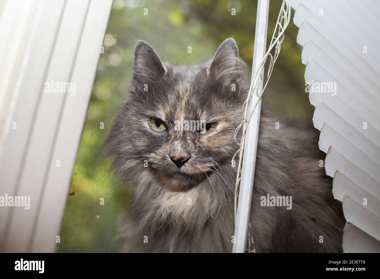 Sneaky longhair grey cat peeking out from window blinds Stock Photo - Alamy