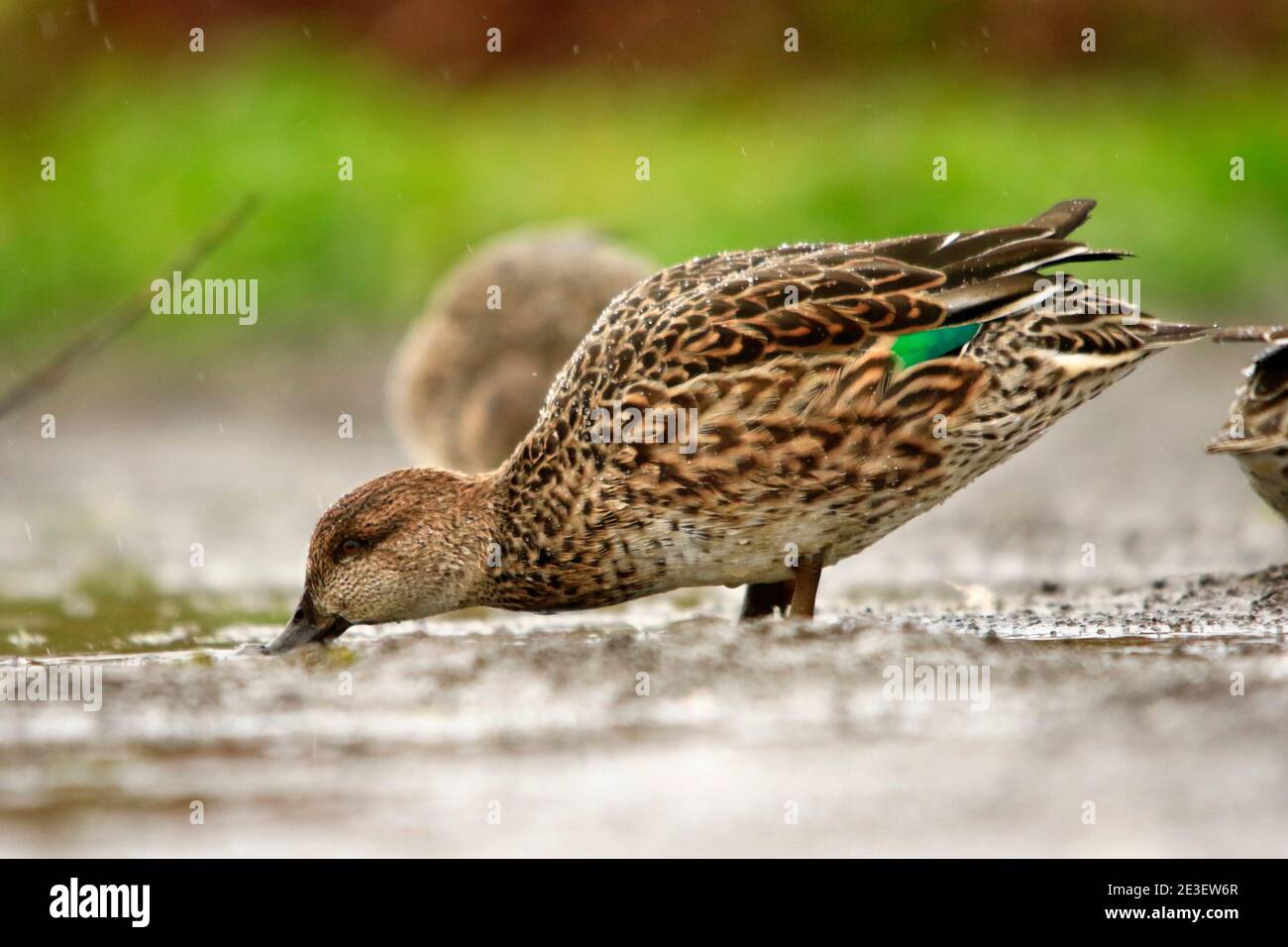 Common teal (Anas crecca Stock Photo - Alamy