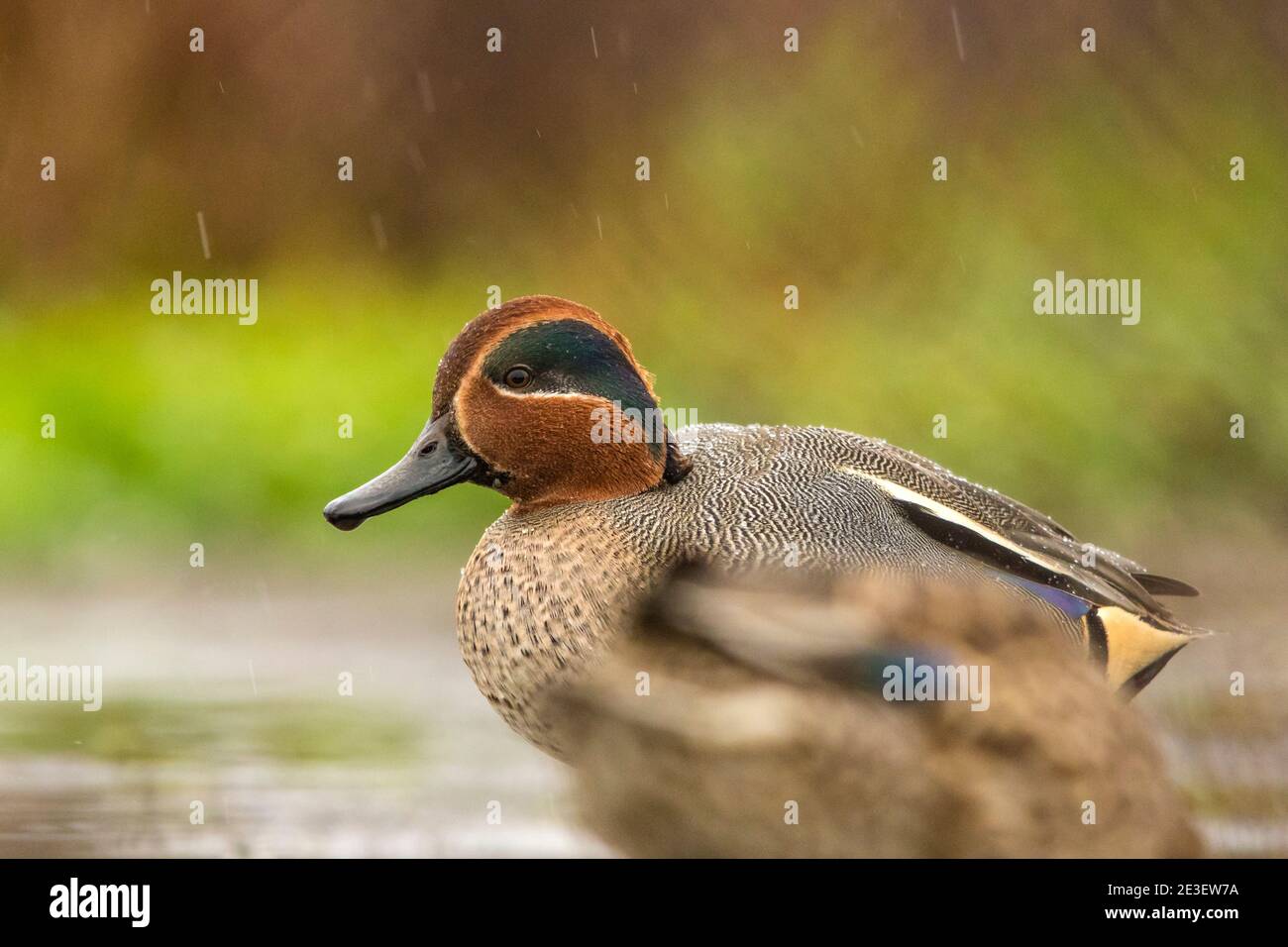 Common teal (Anas crecca Stock Photo - Alamy