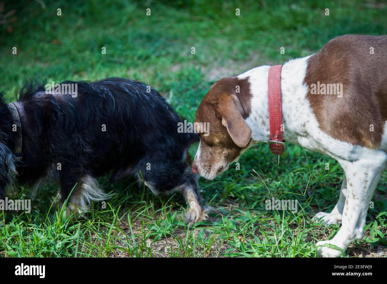 Large bird dog sniffing a small black dog Stock Photo - Alamy