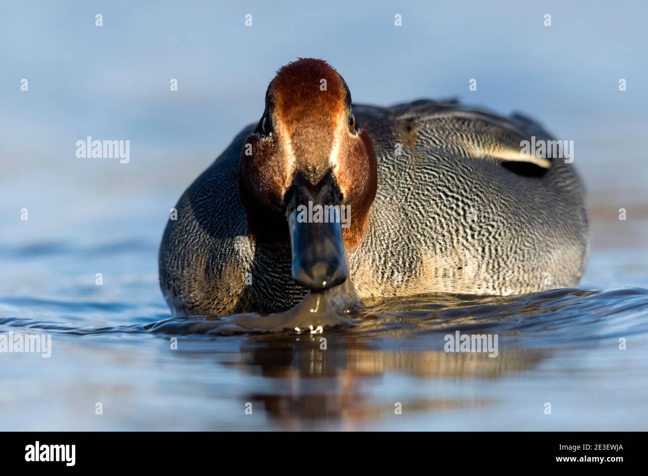 Common teal (Anas crecca Stock Photo - Alamy