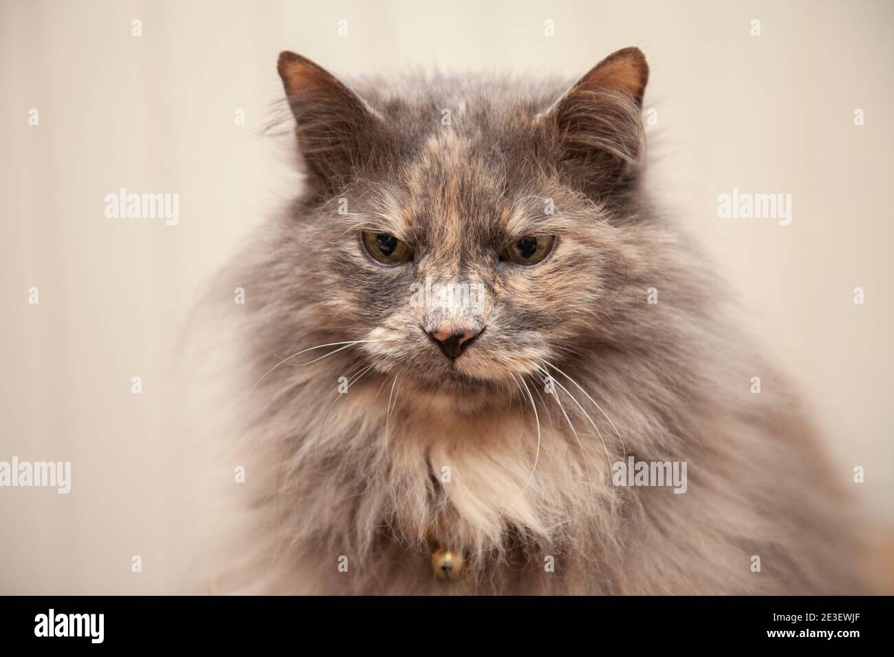Longhaired grey cat, thinking hard from its seat indoors near a white ...