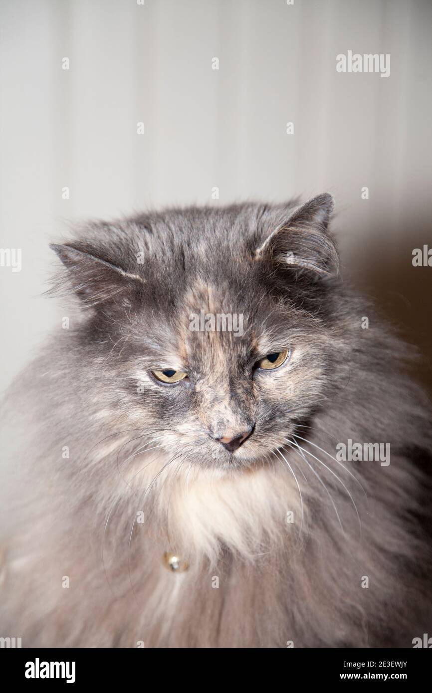 Longhaired grey cat, thinking hard from its seat indoors near a white ...