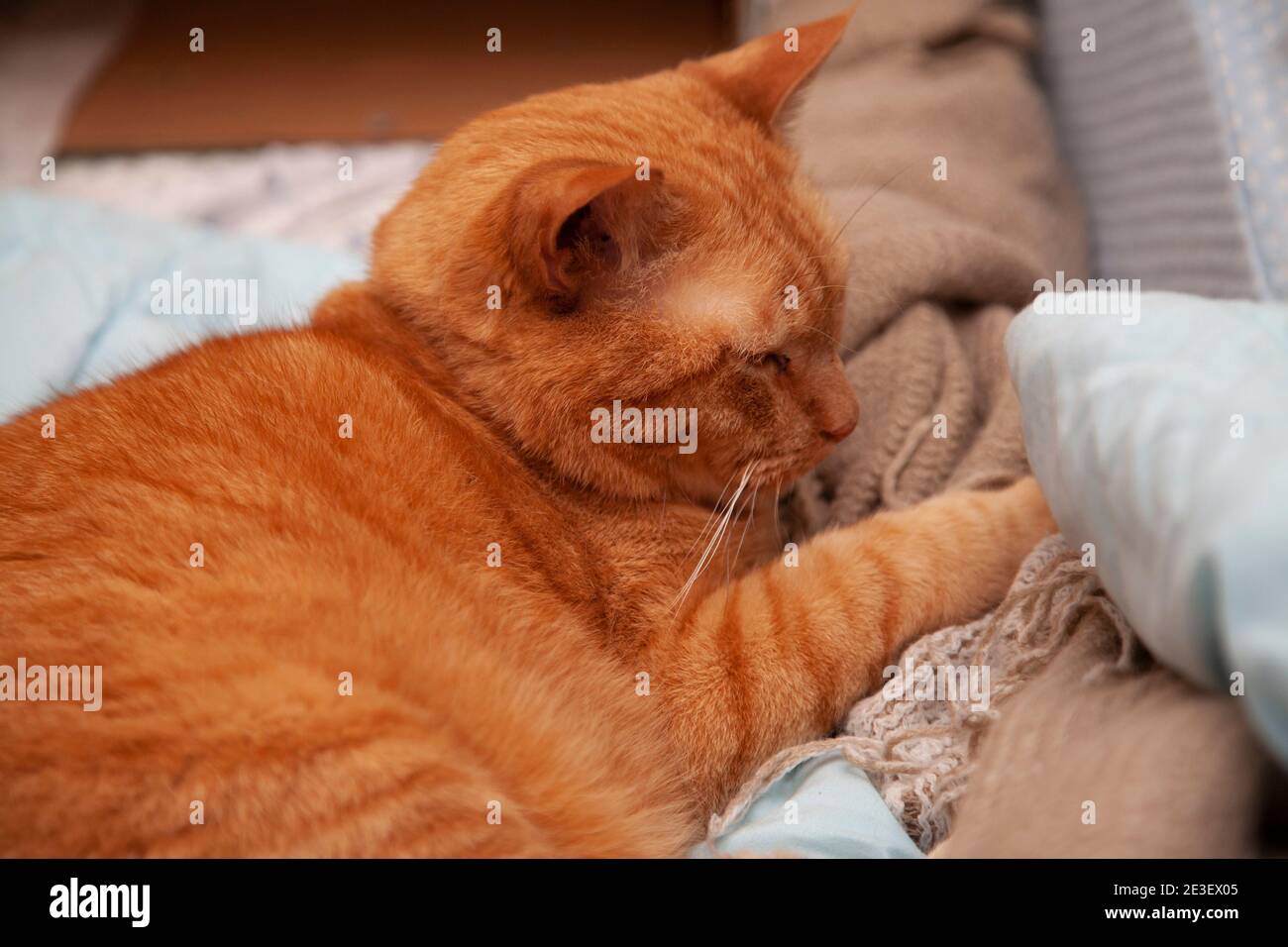 Orange tabby cat resting comfortably on a bed Stock Photo - Alamy