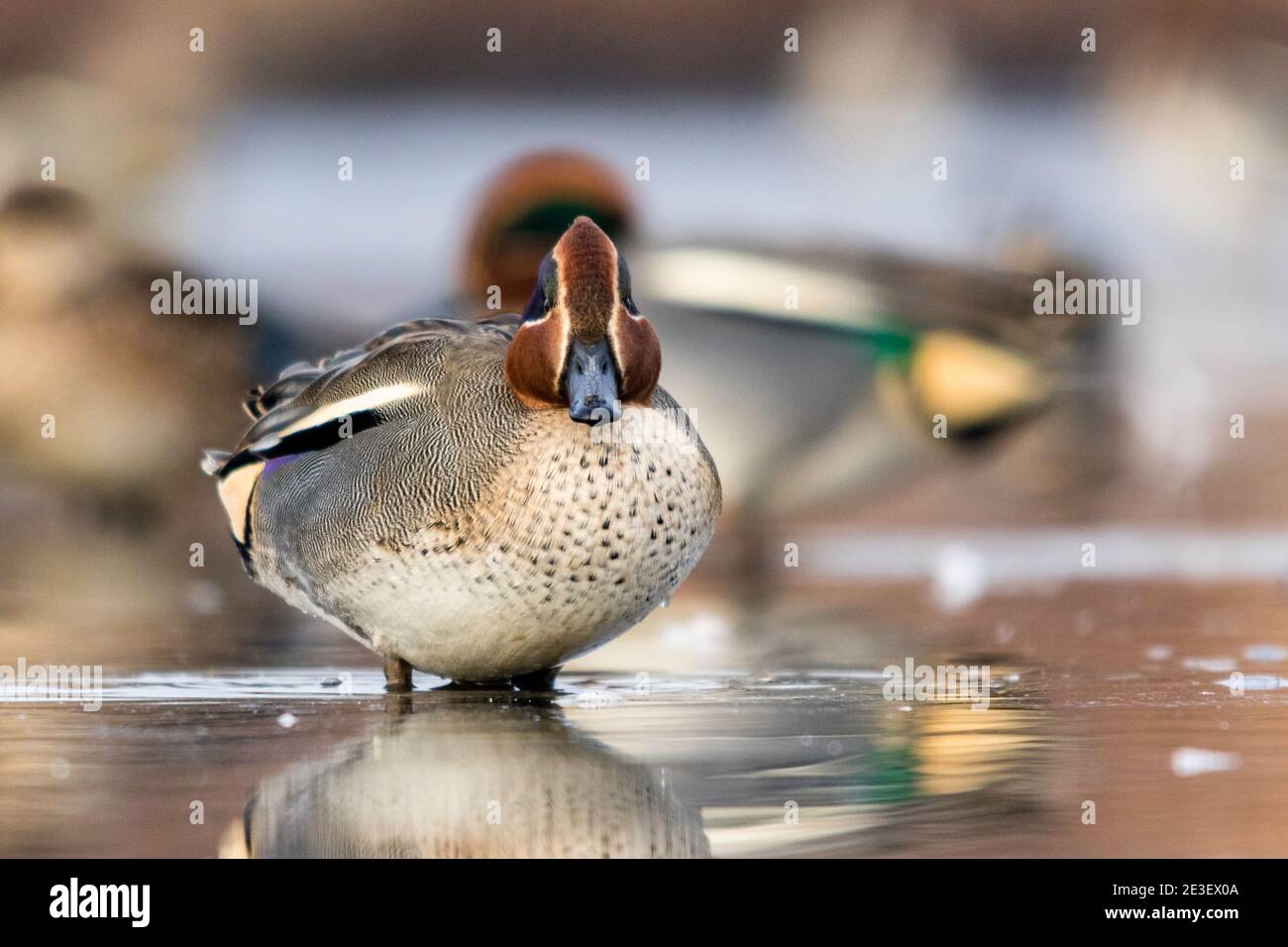 Common teal (Anas crecca Stock Photo - Alamy