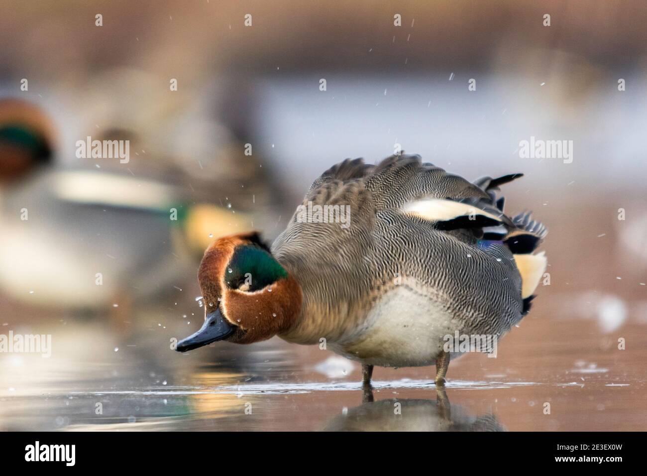 Common teal (Anas crecca Stock Photo - Alamy