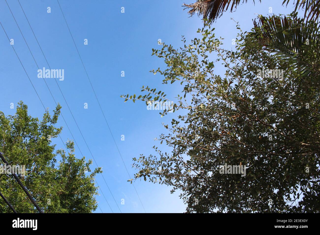 trees in the sky wide shot Stock Photo - Alamy