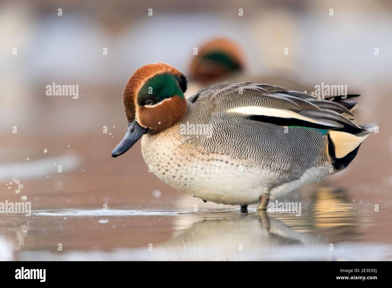 Common teal (Anas crecca Stock Photo - Alamy