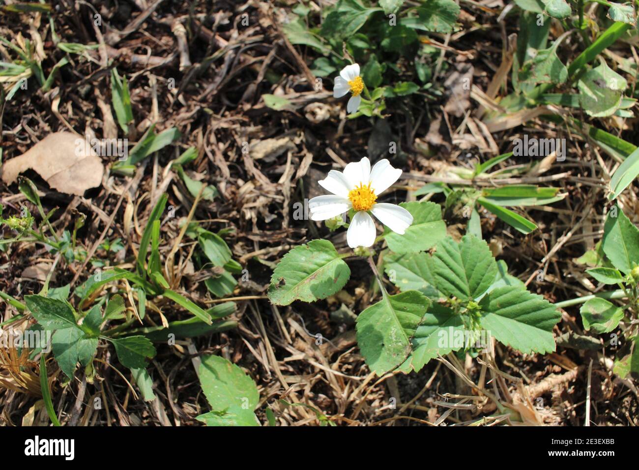 Daisy flowers in the grass Stock Photo - Alamy
