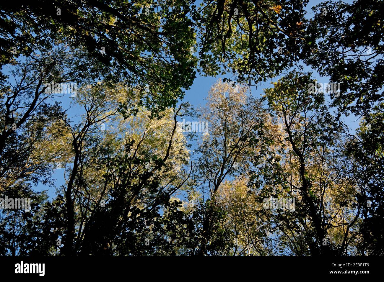 A strong blue autumn sky high above a sunlit birch wood canopy; turning ...