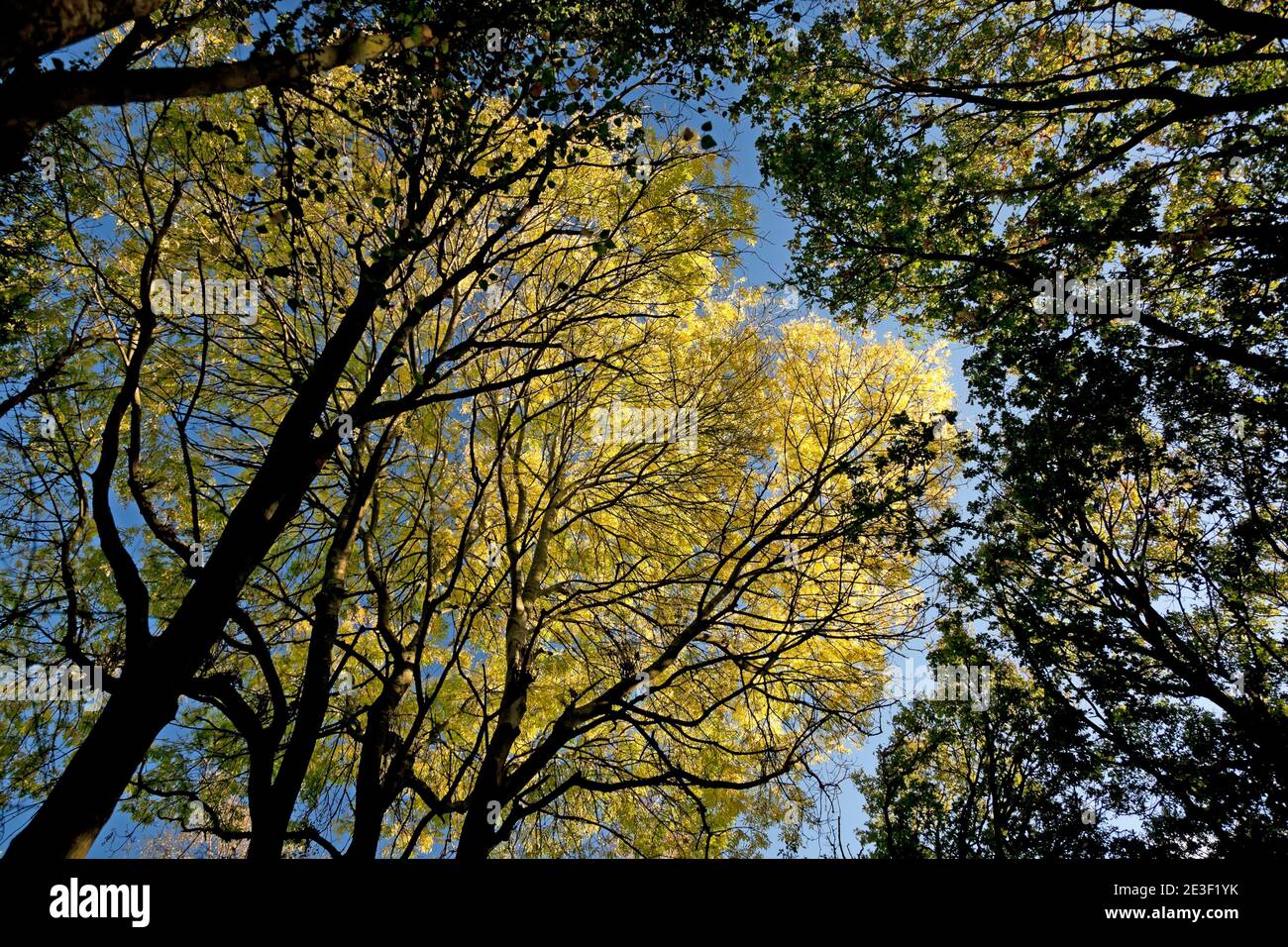 A strong blue autumn sky high above a sunlit birch wood canopy; turning ...
