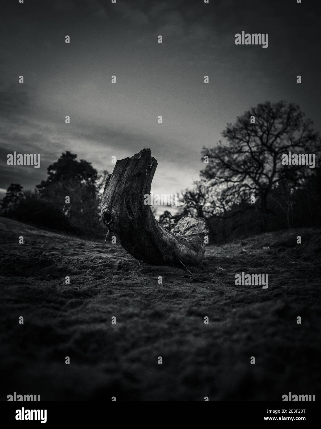 Grayscale shot of an old and dry tree in the forest Stock Photo - Alamy