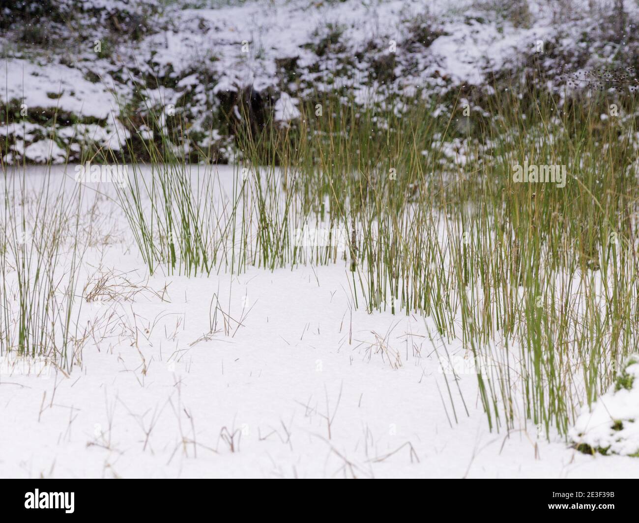 Ice covered tall grass hi-res stock photography and images - Alamy
