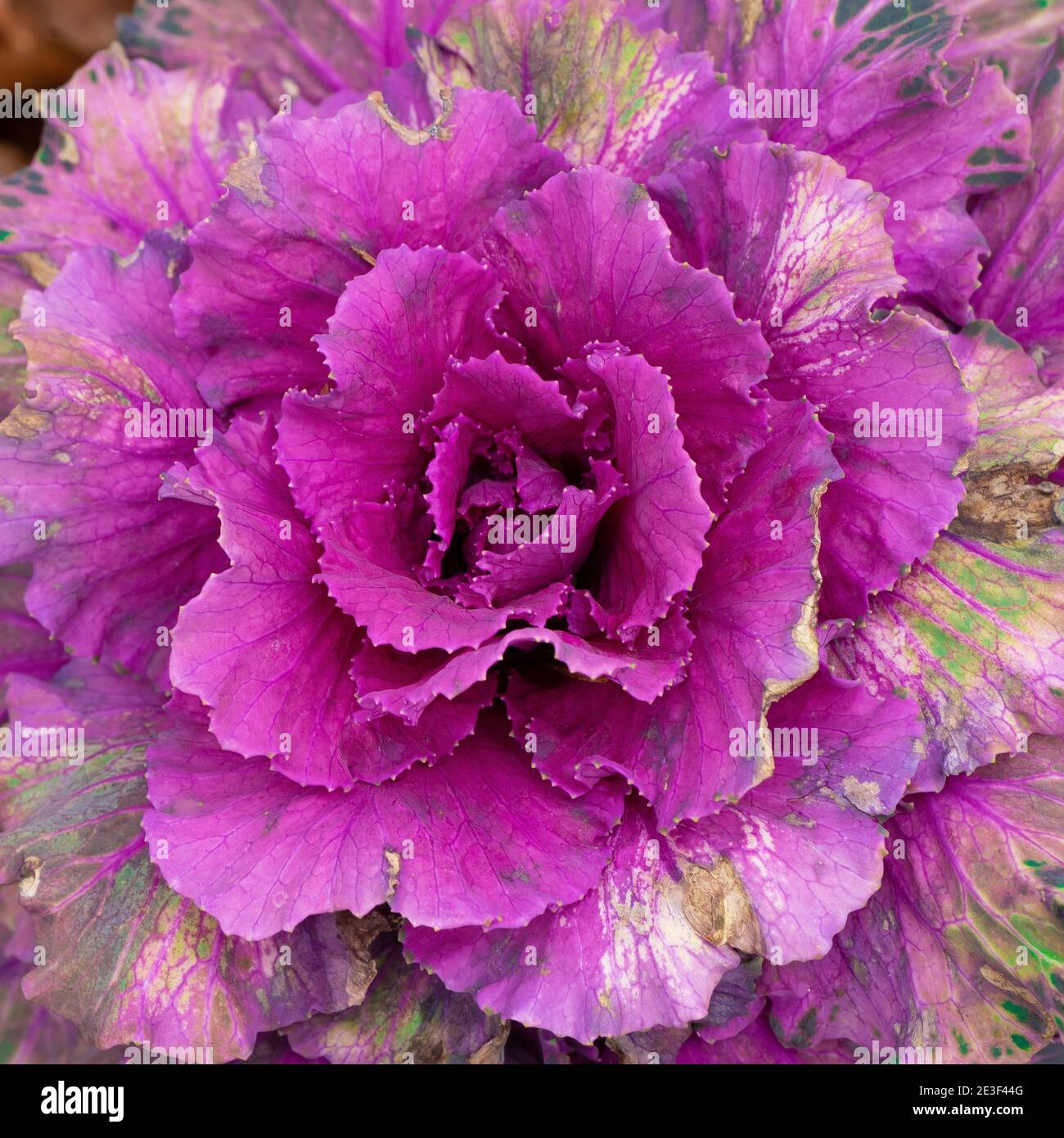 Ornamental leafy colorful garden cabbage detailed image Stock Photo - Alamy