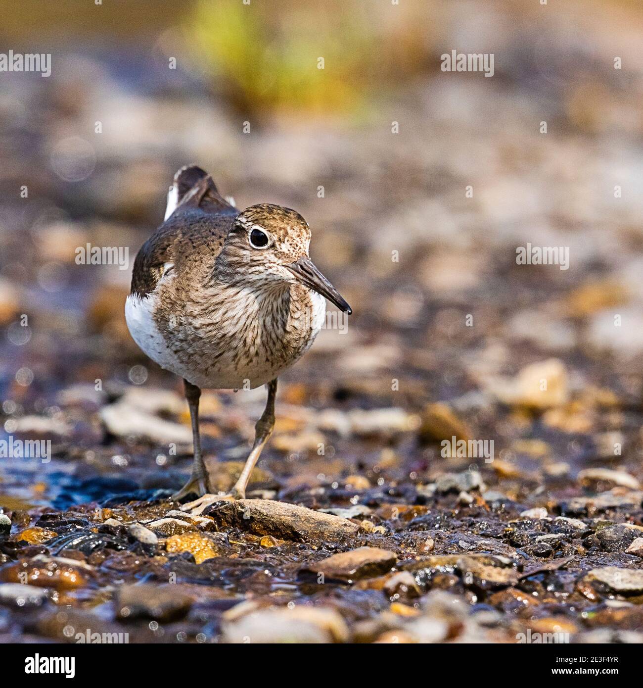 Common sandpiper (Actitis hypoleucos Stock Photo - Alamy