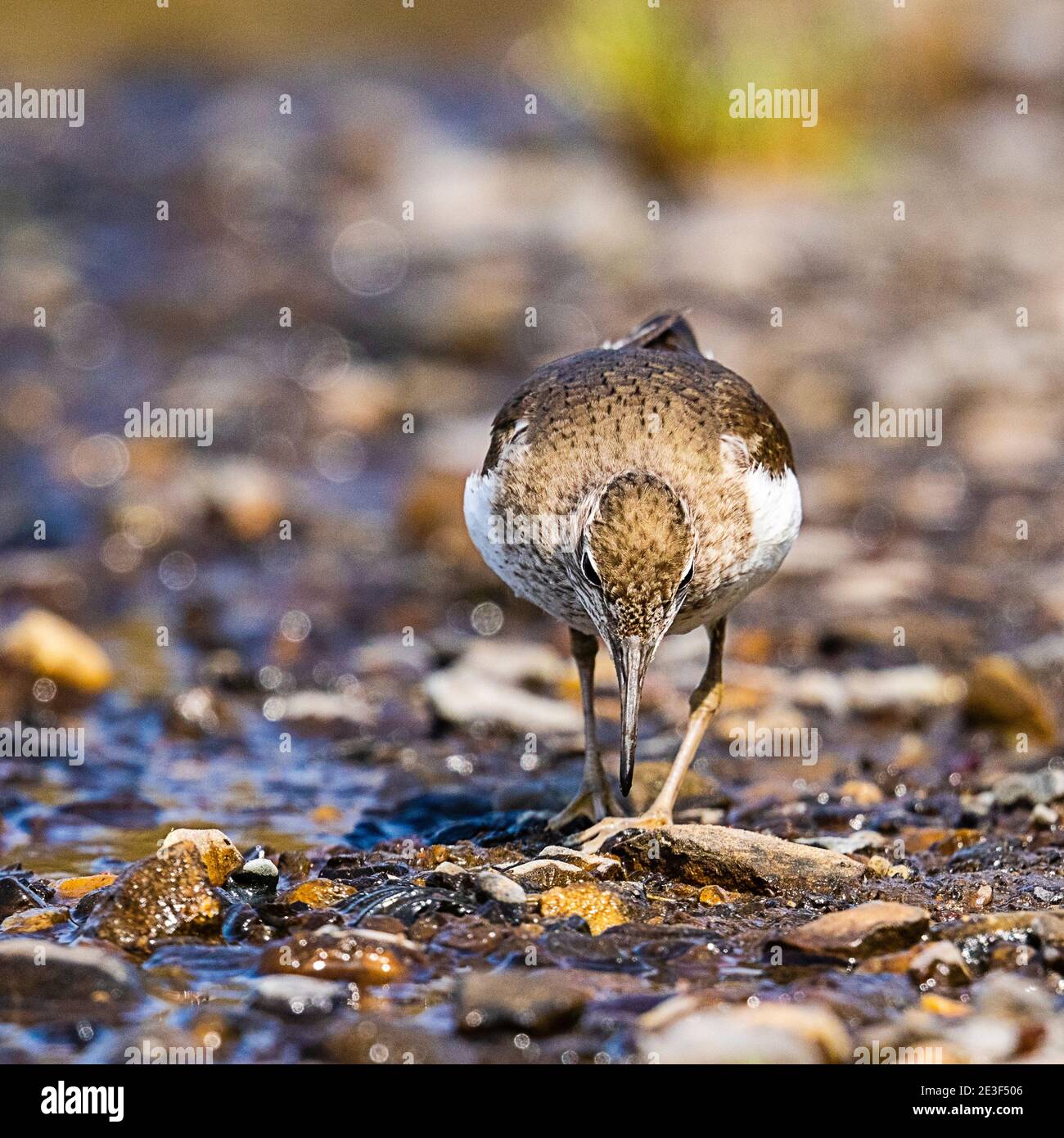 Common sandpiper (Actitis hypoleucos Stock Photo - Alamy