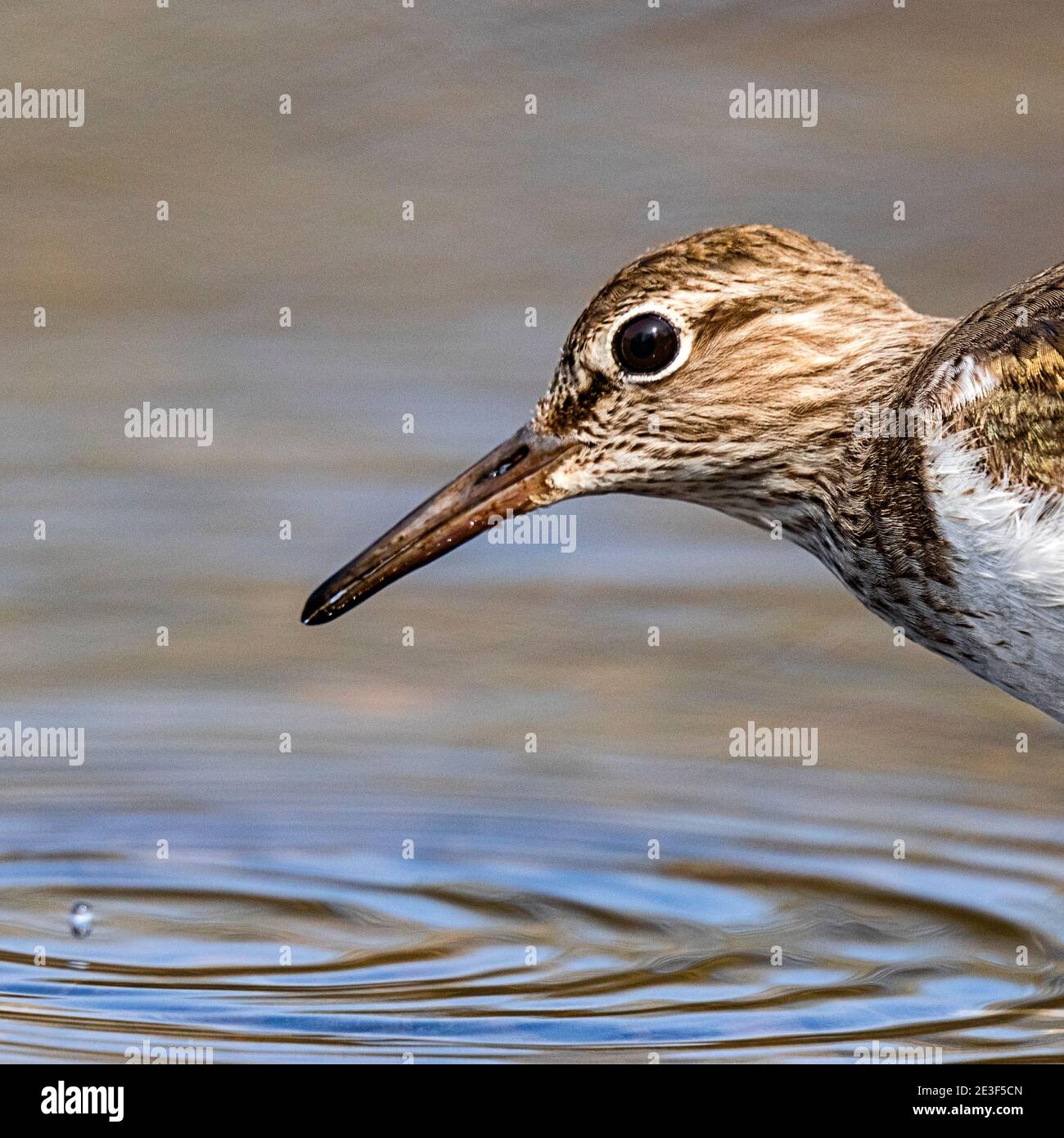 Common sandpiper (Actitis hypoleucos Stock Photo - Alamy