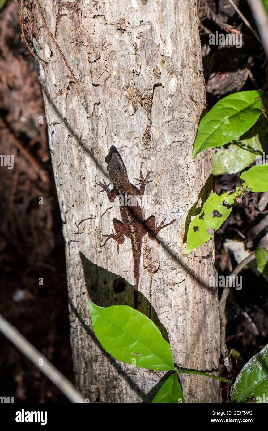 Copeland, Florida. Fakahatchee Strand State Preserve. A Brown Anole ...