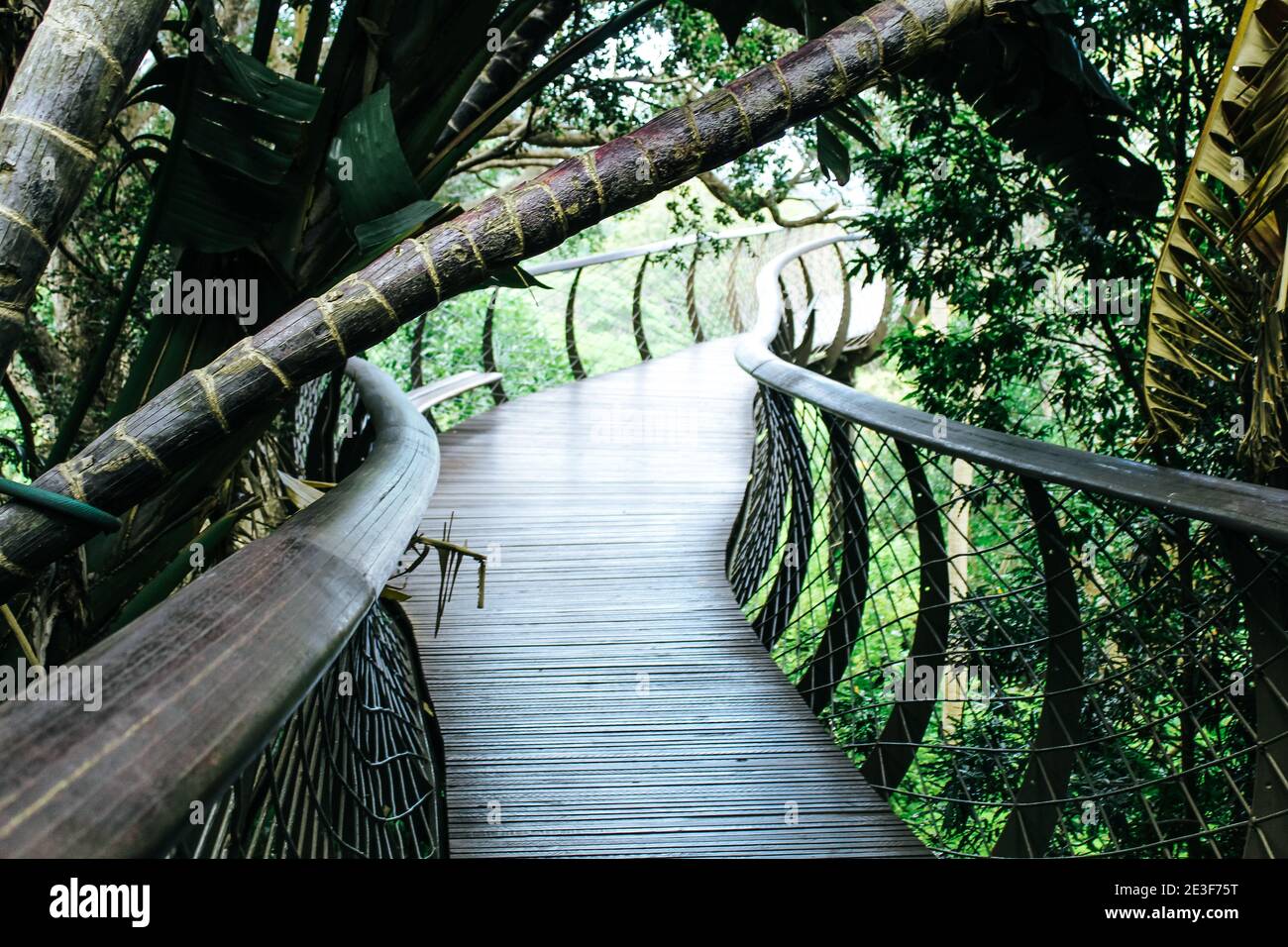 Treetop Canopy Walkway at Kirstenbosch Botanic Garden | Aerial ...