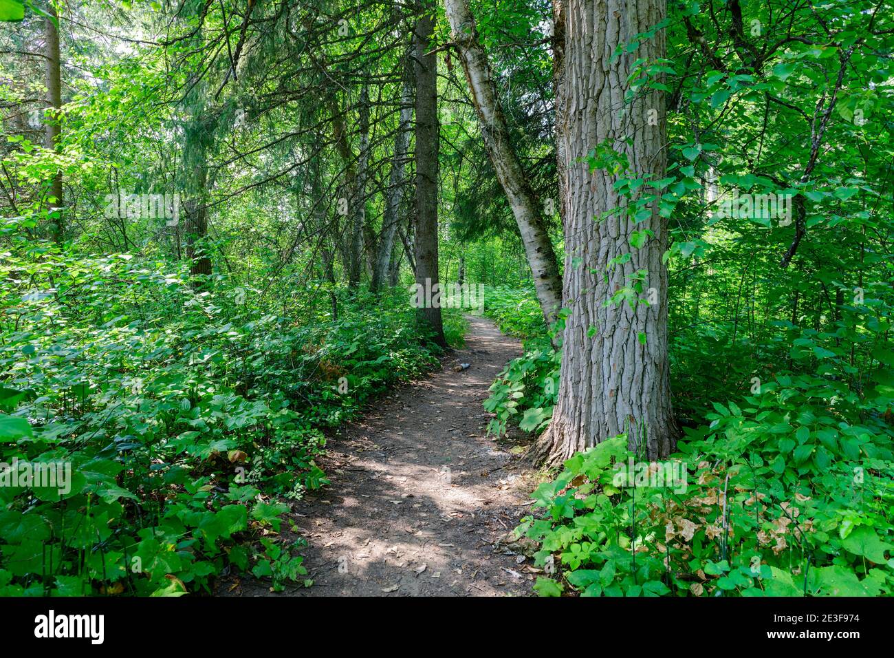 A hiking trail through the North Thompson River Provincial Park in ...