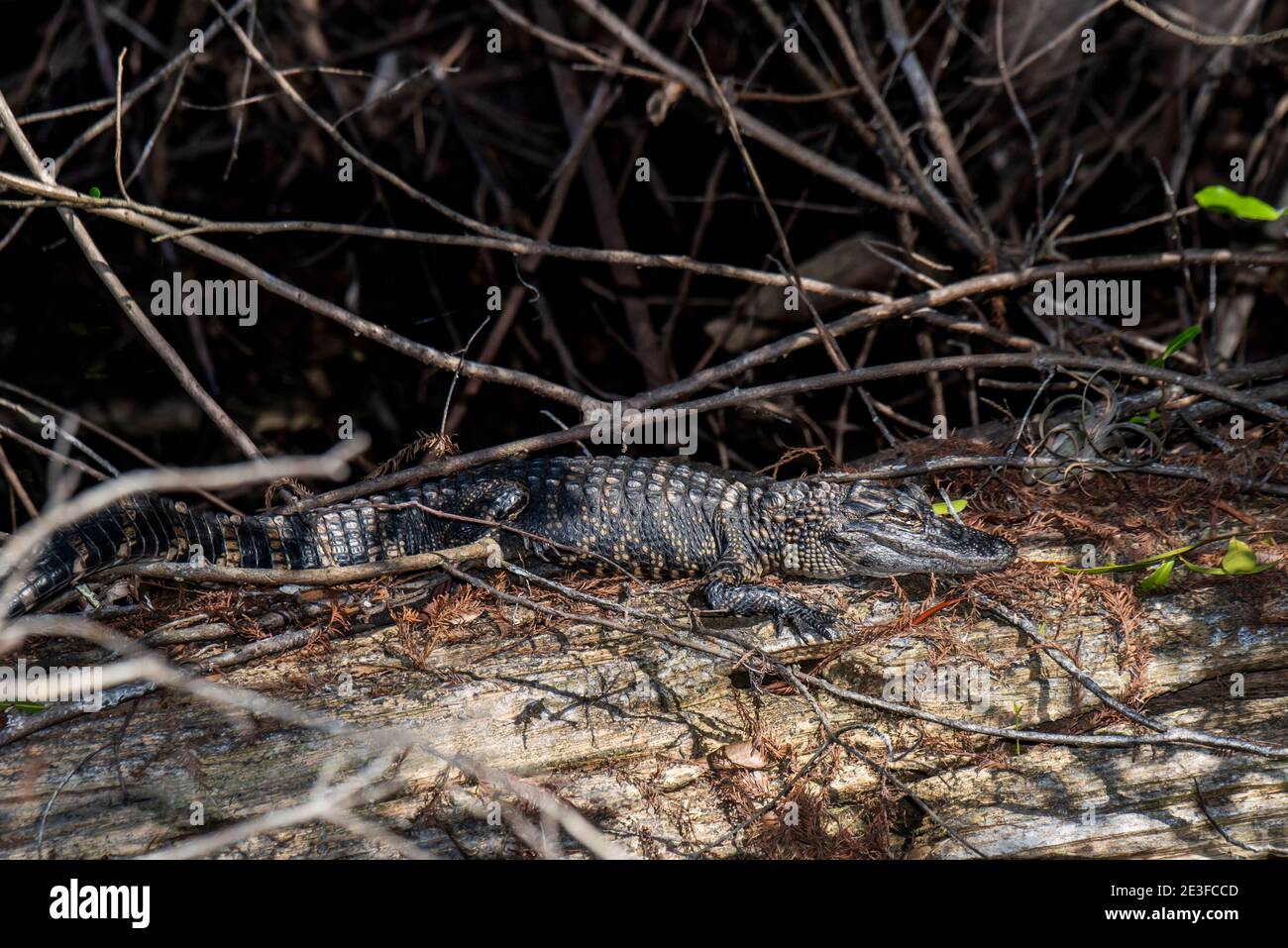Copeland, Florida. Fakahatchee Strand State Preserve. Young juvenile ...
