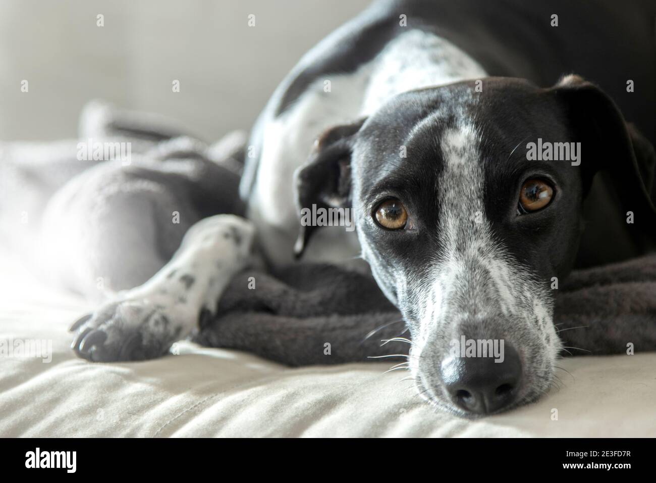 Photo of a Curious and Sad Look of a Resting Small Spoty Greyhound ...