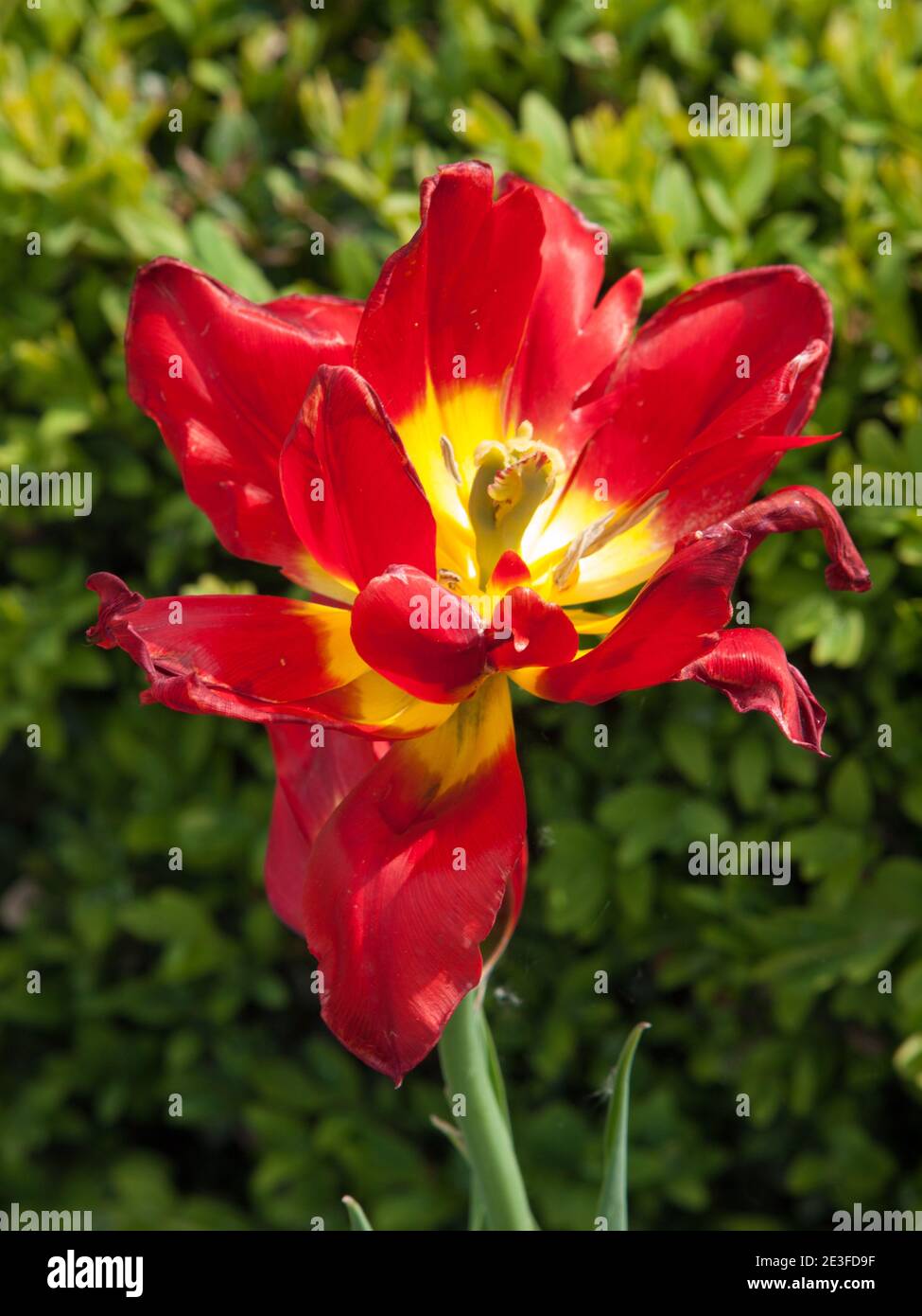 Red and yellow in harmony hi-res stock photography and images - Alamy