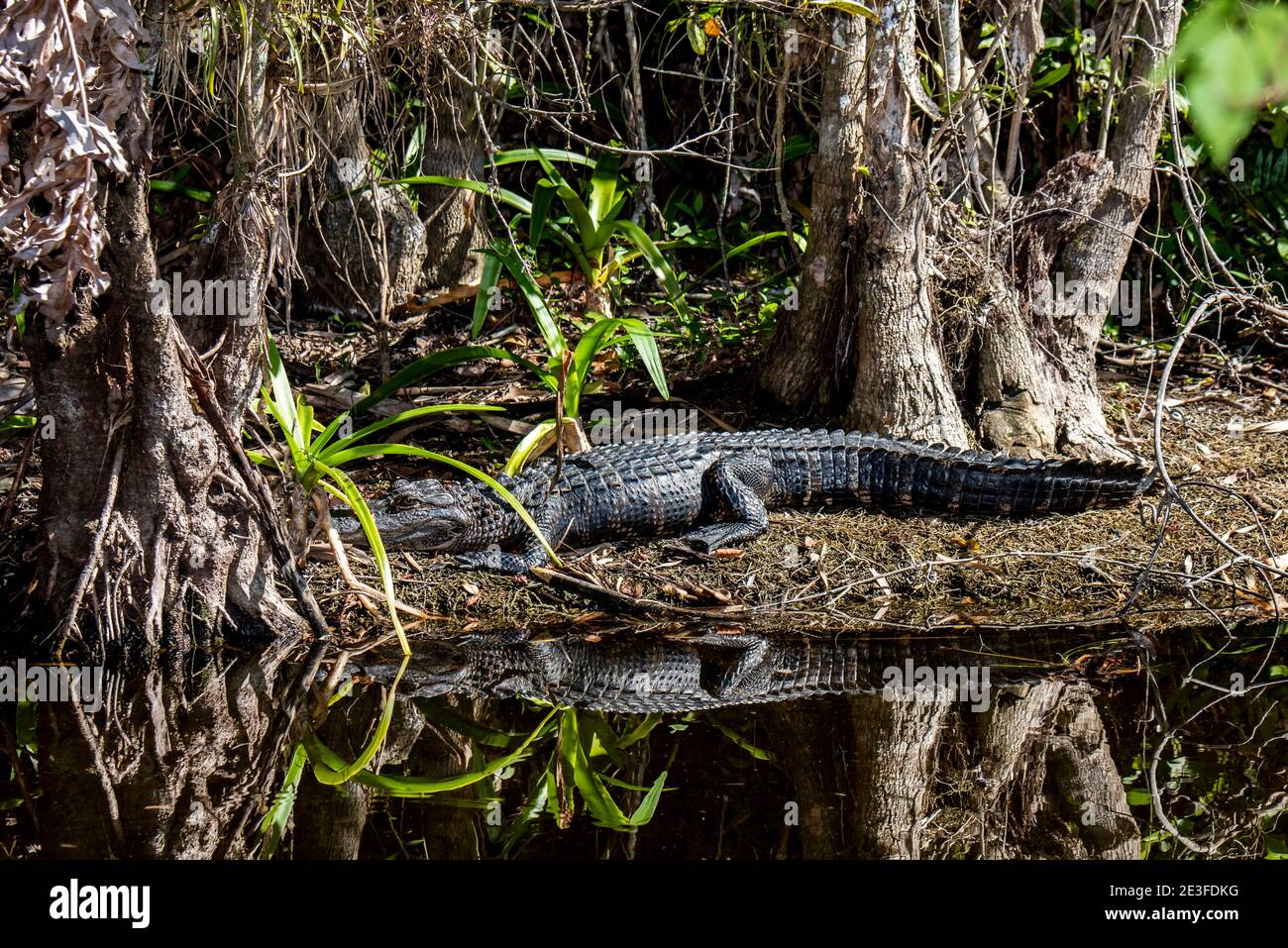 Juvenile young american alligator mississippiensis hi-res stock ...