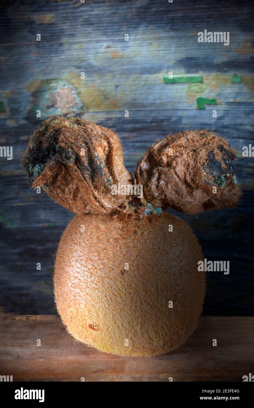 Macro Photo of Moulded Cluster of Three Kiwi Fruits, On Decayed Wooden ...