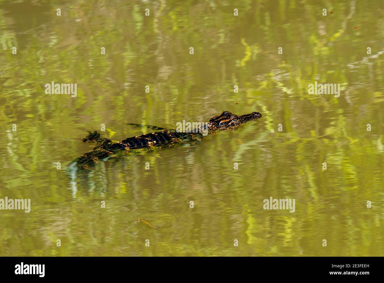 Juvenile young american alligator mississippiensis hi-res stock ...