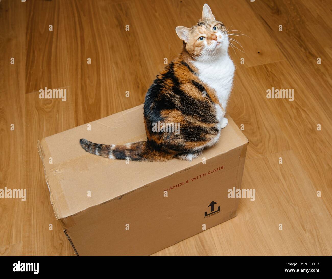 View from above at the cute face feline cat sitting on the cardboard ...