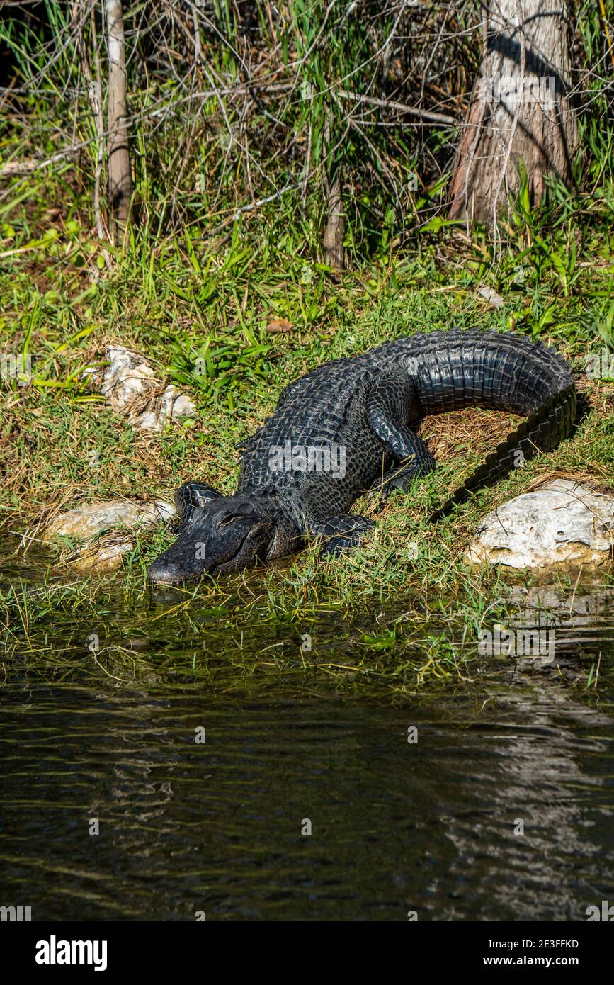 Florida. Full length view of an American Alligator "Alligator ...