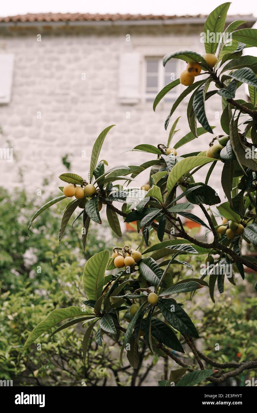 Loquat tree house hi-res stock photography and images - Alamy