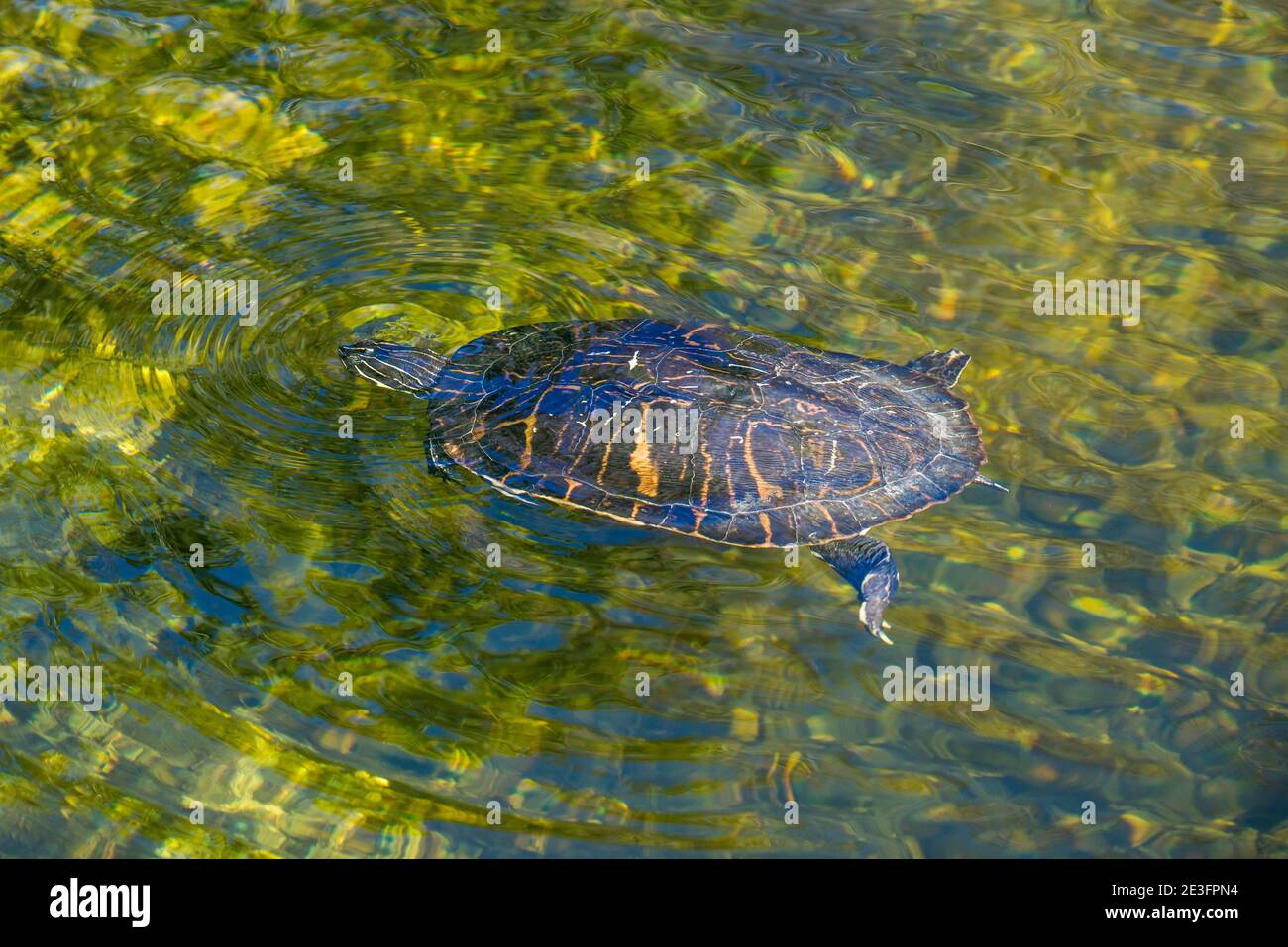 Swamp Turtle High Resolution Stock Photography and Images - Alamy