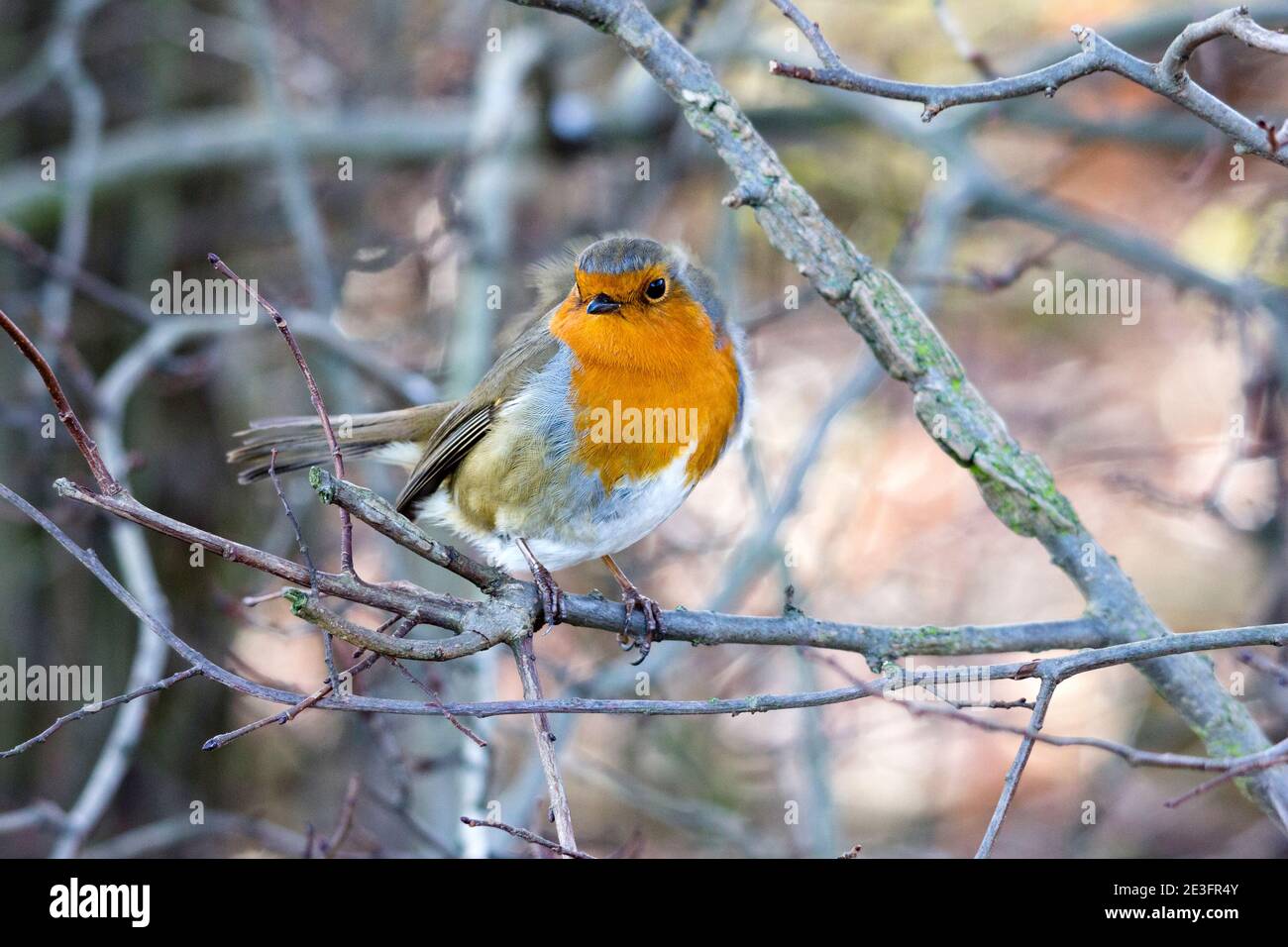 European robin- (Erithacus rubecula Stock Photo - Alamy