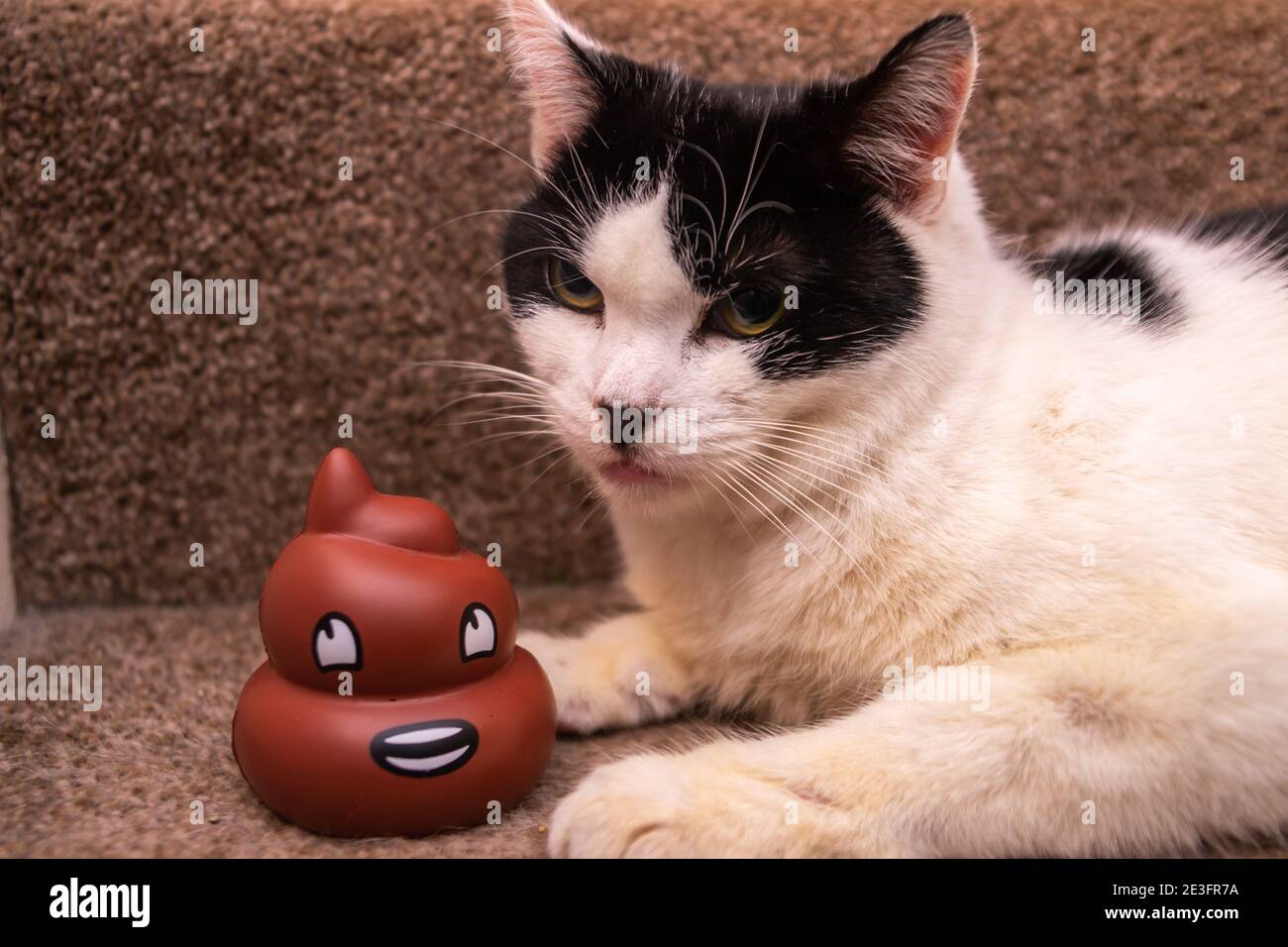 Funny black and white cat with smiley poop toy Stock Photo - Alamy