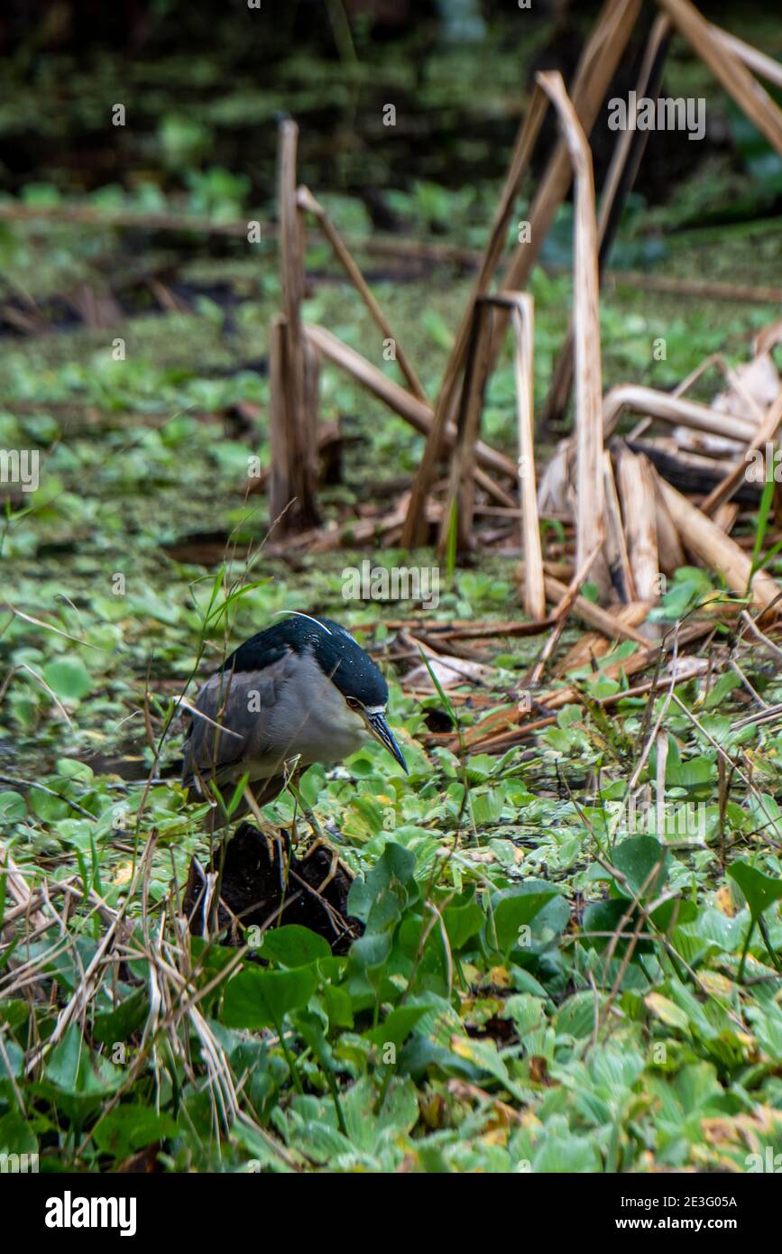 Naples, Florida. Corkscrew Swamp Sanctuary. Black-crowned Night Heron ...