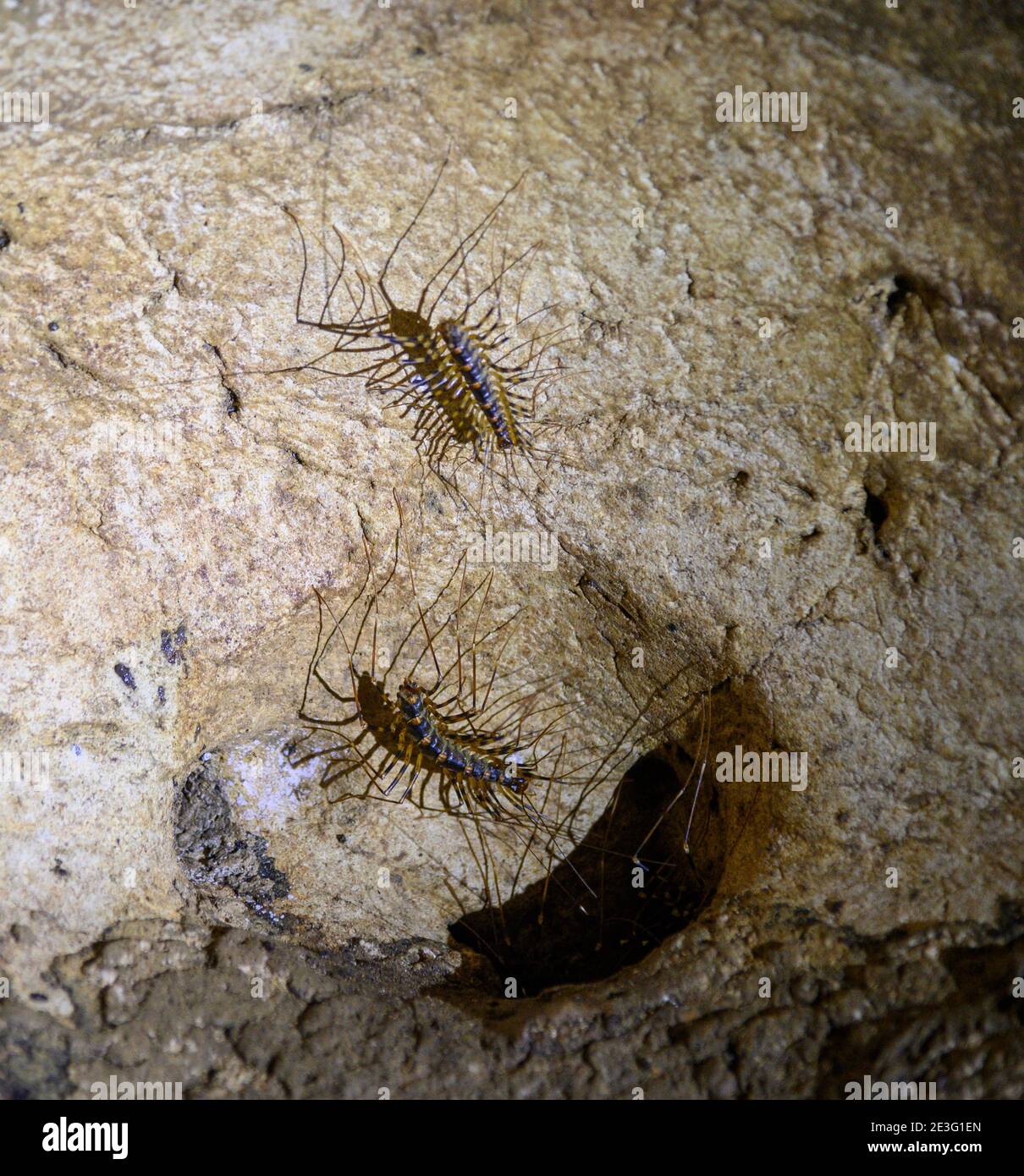 Giant Cave Centipede