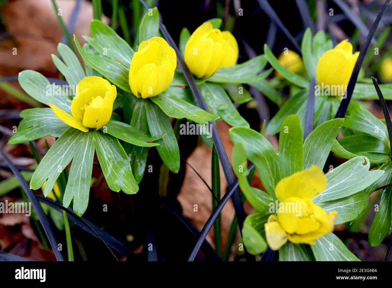 Leafy ruff hi-res stock photography and images - Alamy