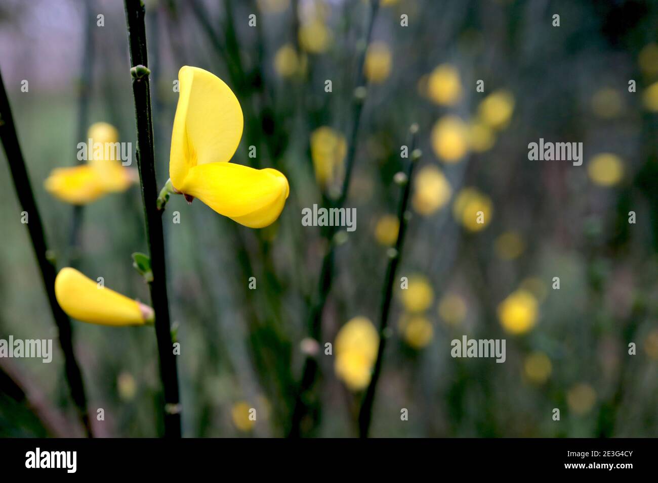 Cytisus scoparius Common Broom – yellow pea-like flowers on tall green ...