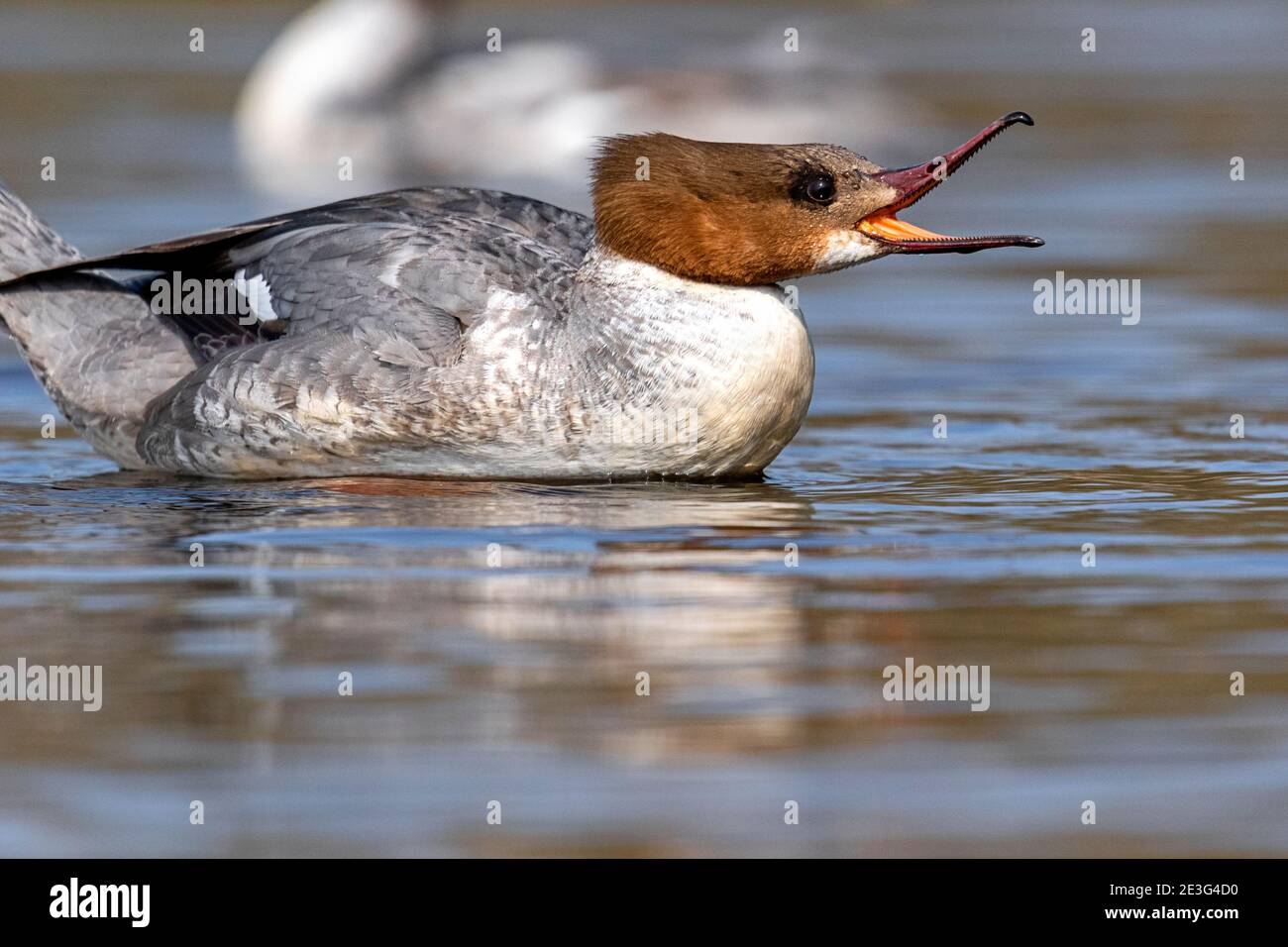 Goosander photos hi-res stock photography and images - Alamy