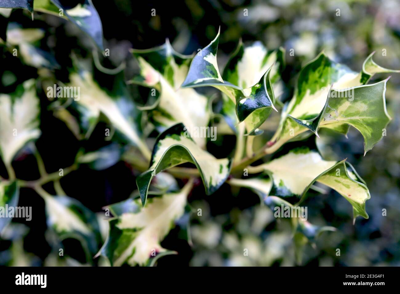 Variegated holly ilex aquifolium hi-res stock photography and images ...