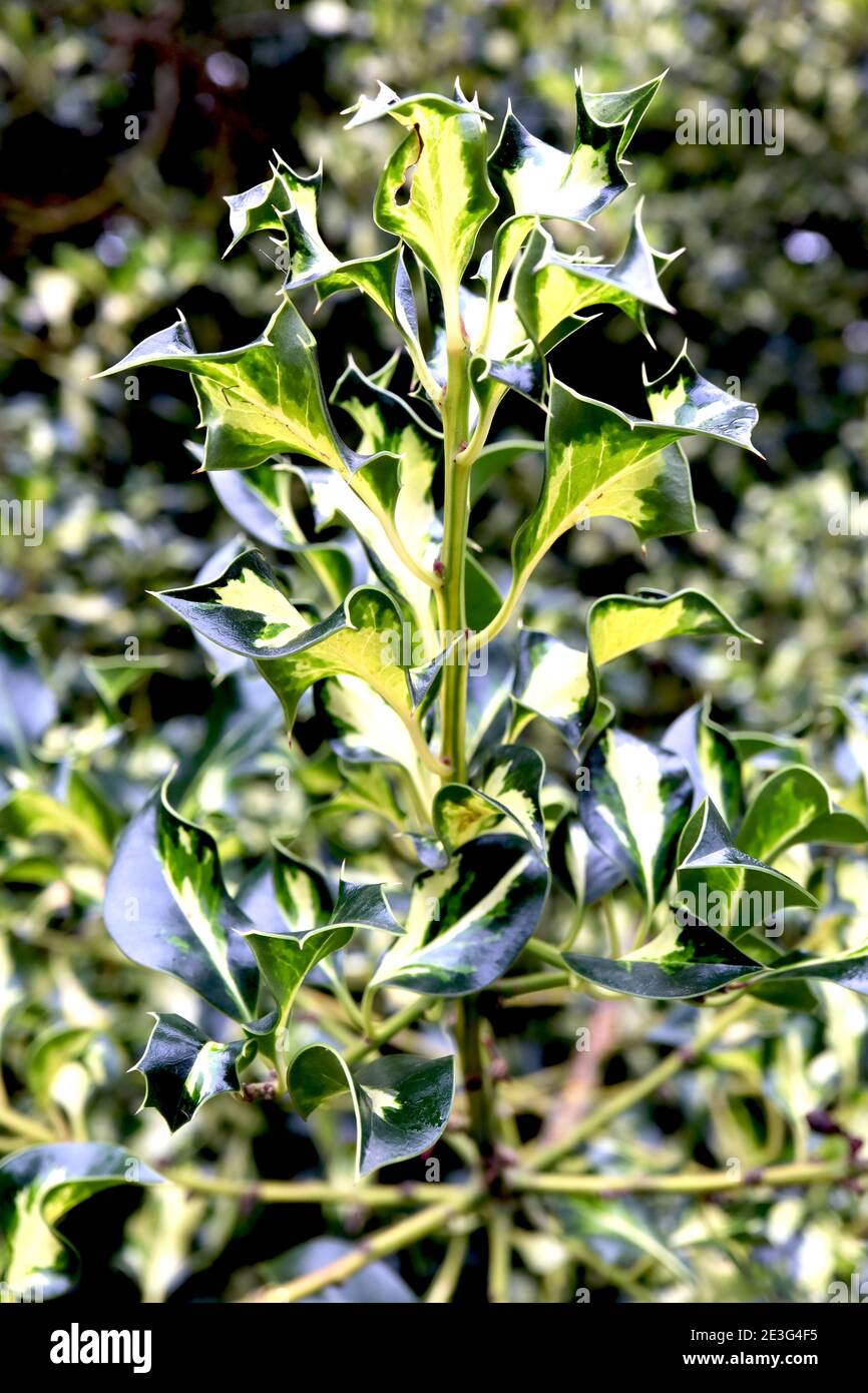 Variegated holly ilex aquifolium hi-res stock photography and images ...