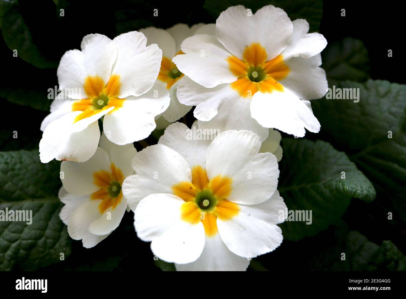 Primrose danova white hi-res stock photography and images - Alamy