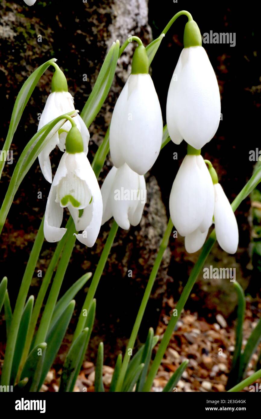 Galanthus elwesii Giant Snowdrop – white bell-shaped flowers with ...