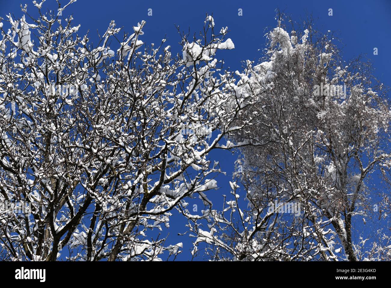 Schneebedeckte zweige hi-res stock photography and images - Alamy
